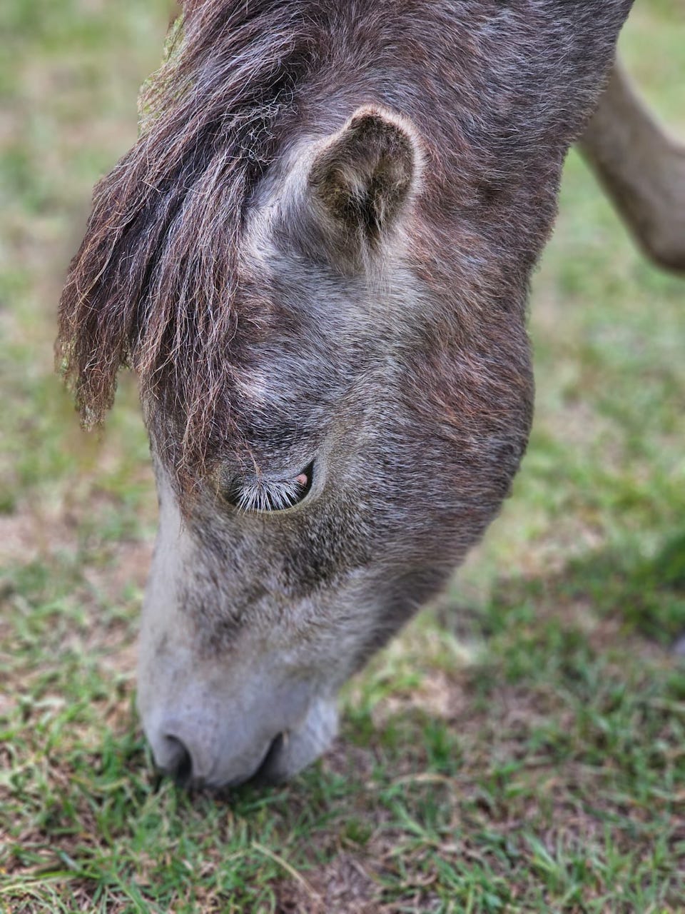Farmfari - How to detect early pain in miniature horses